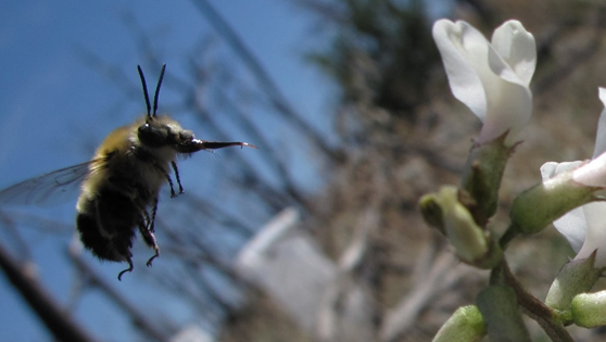 MVF "Conversations from the Mesa" Webinar - "Rare Plants and ...