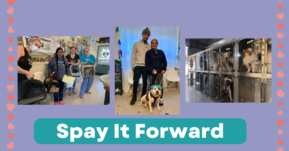 Donate Now | Spay It Forward by Neighborhood Pets
