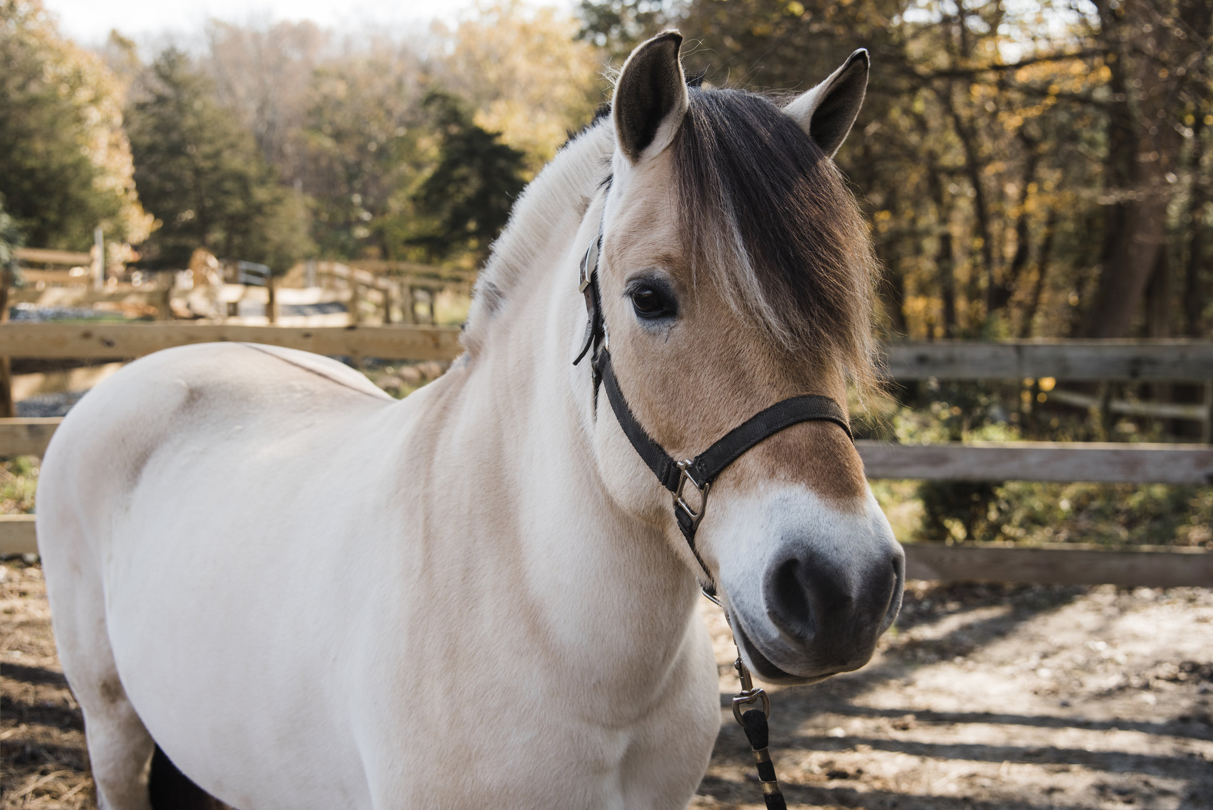 Donate Now | Team Remy by Pony Power Therapies