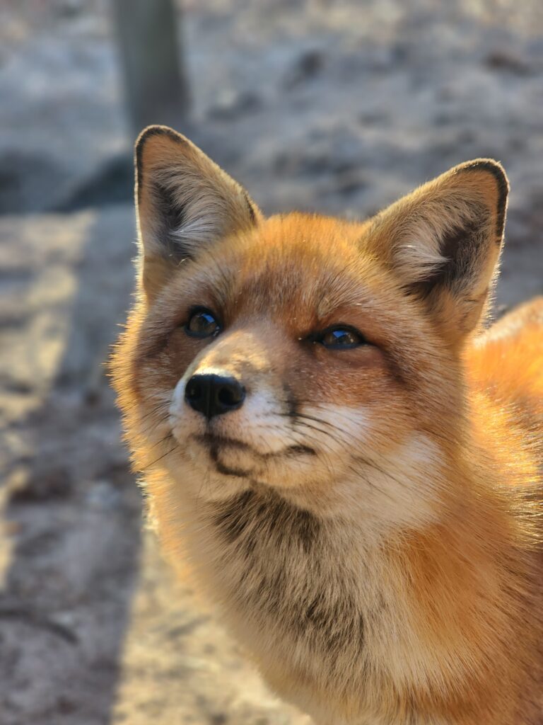 Join Family and Friends of Vicki M. Nolan Fundraising for Cedar Run's ...