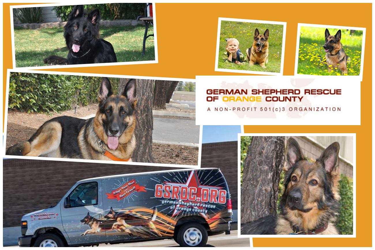 Donate Now | German Shepherd Rescue of Orange County