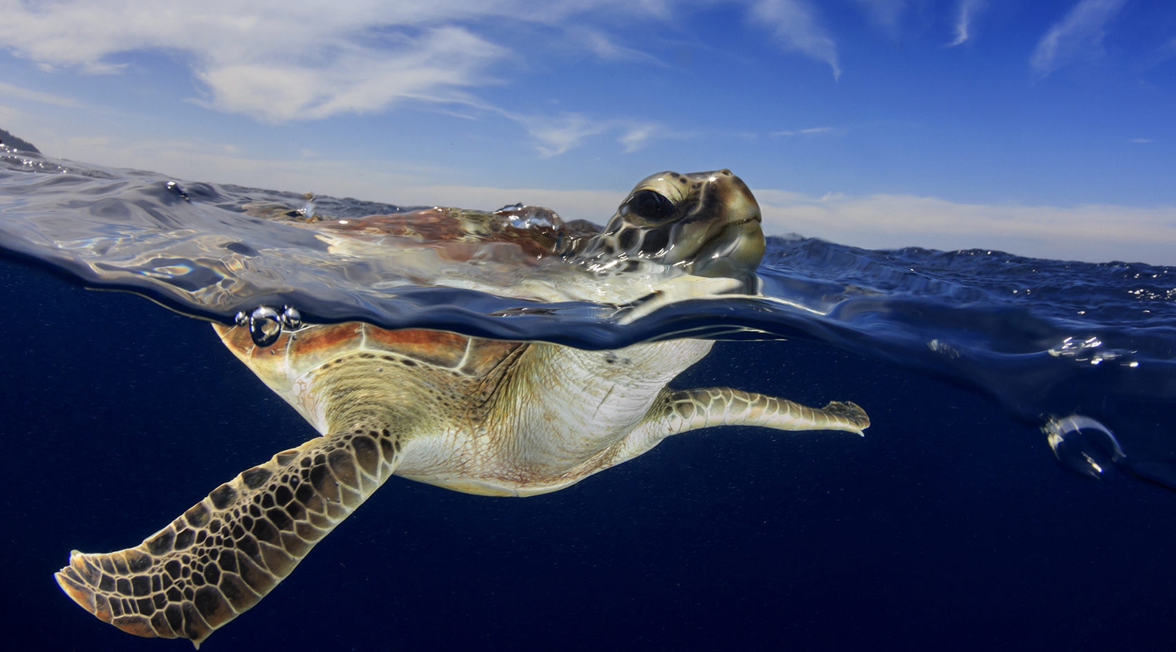 Donate Now | The Ocean Agency