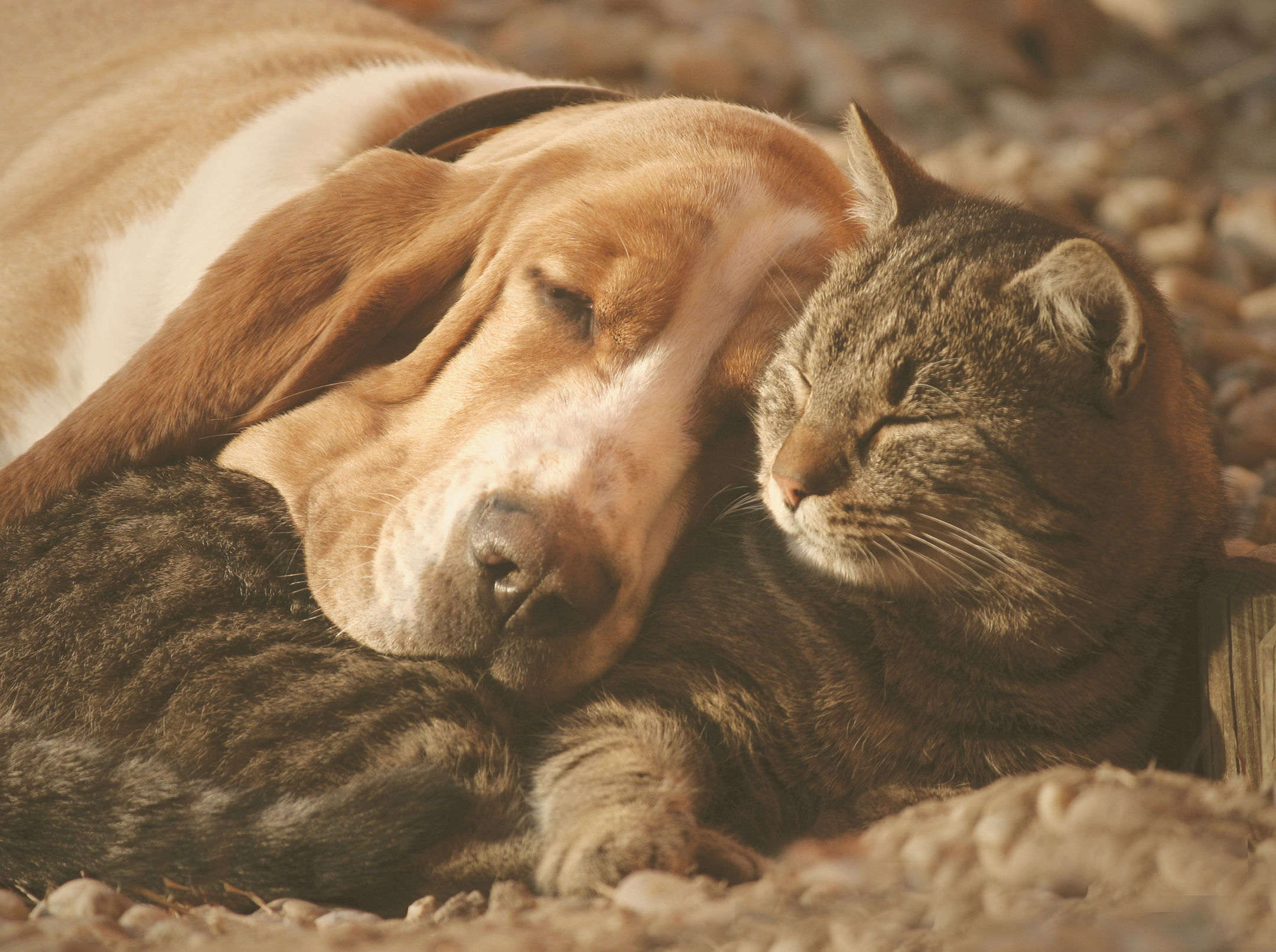 Get Them Home by Anderson Humane